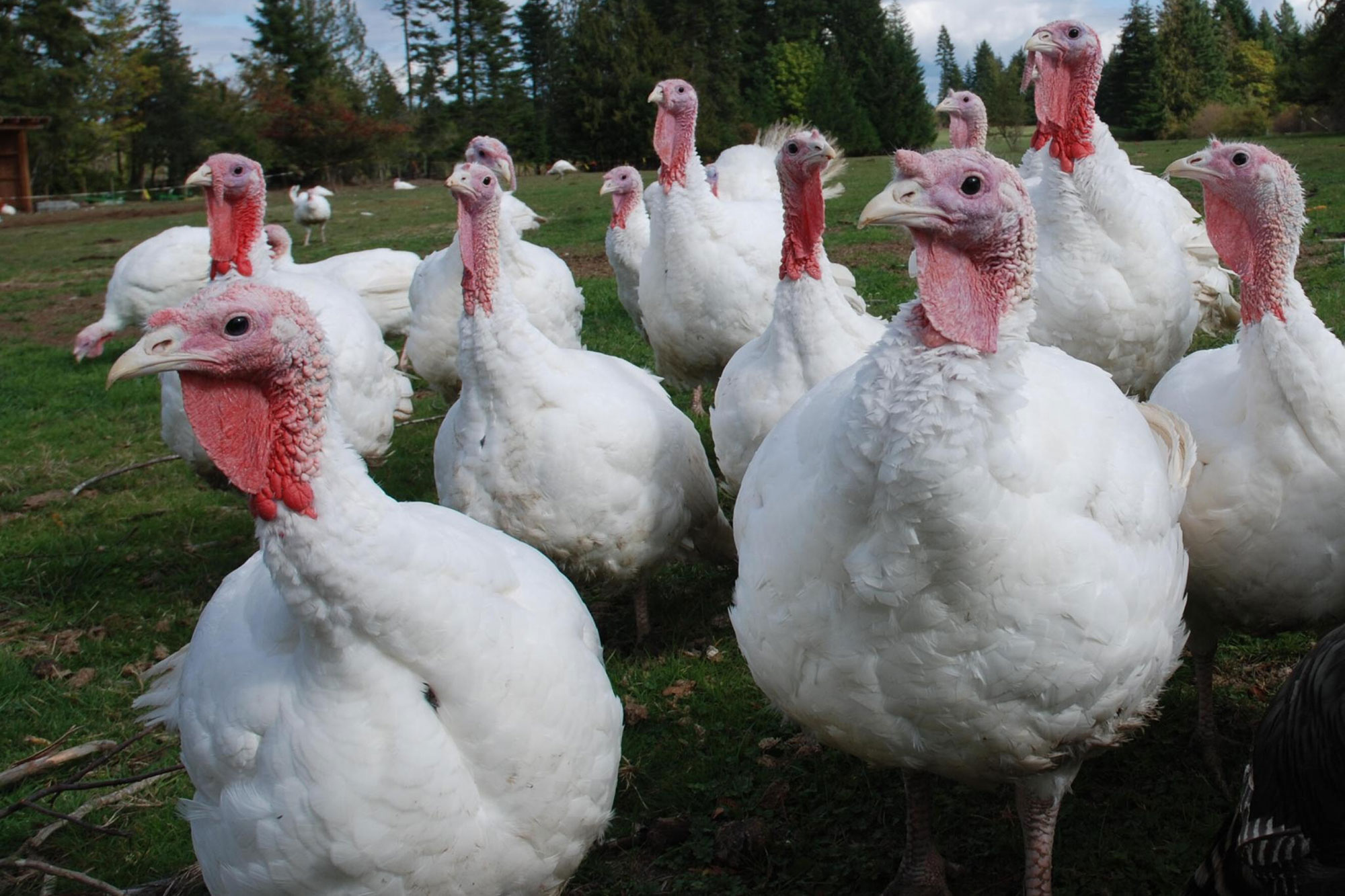 Despre Microferma noastră - PUI DE CURCĂ