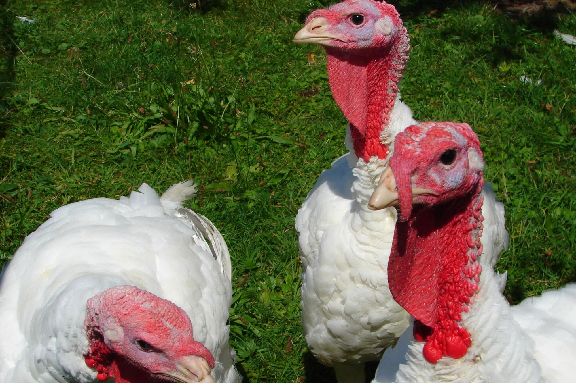 Despre Microferma noastră - PUI DE CURCĂ