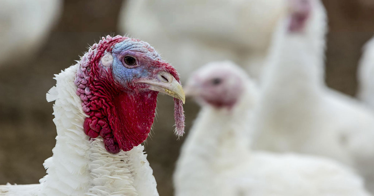 PUI DE CURCĂ 🦃 (Converter) rasă grea - 0786.133.460